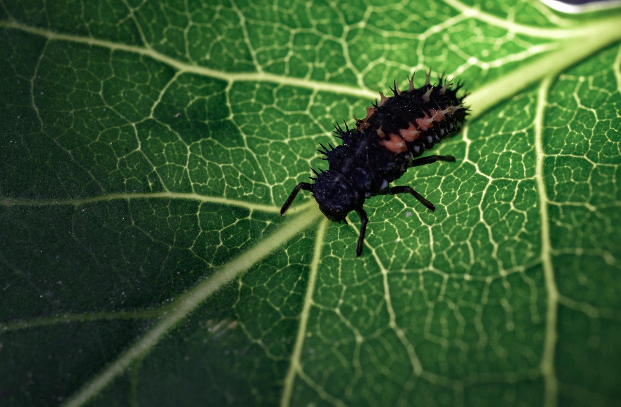 10,000+ Free Ladybug Larva & Ladybug Images - Pixabay