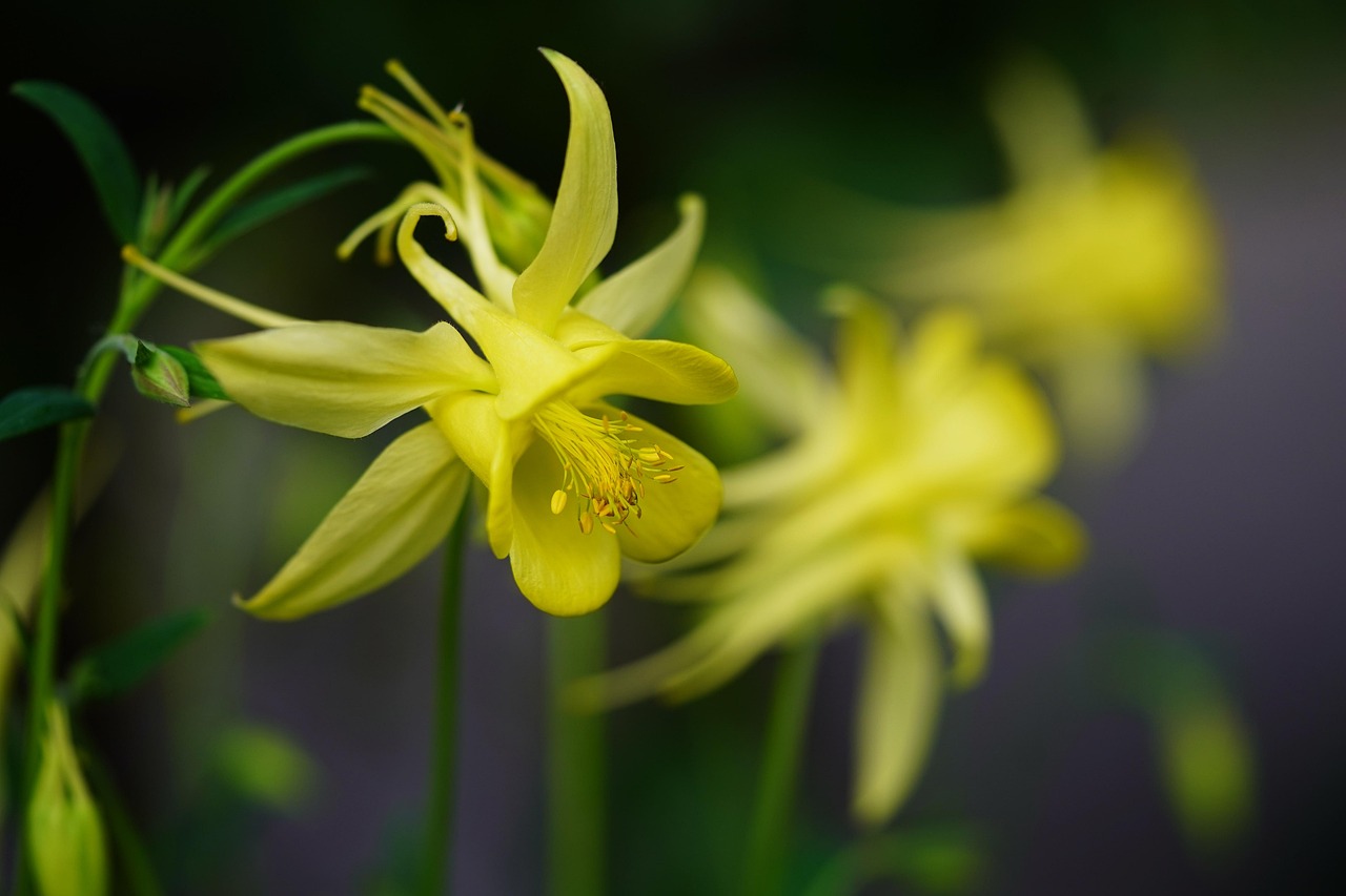 Columbia Blossom Bloom - Free photo on Pixabay