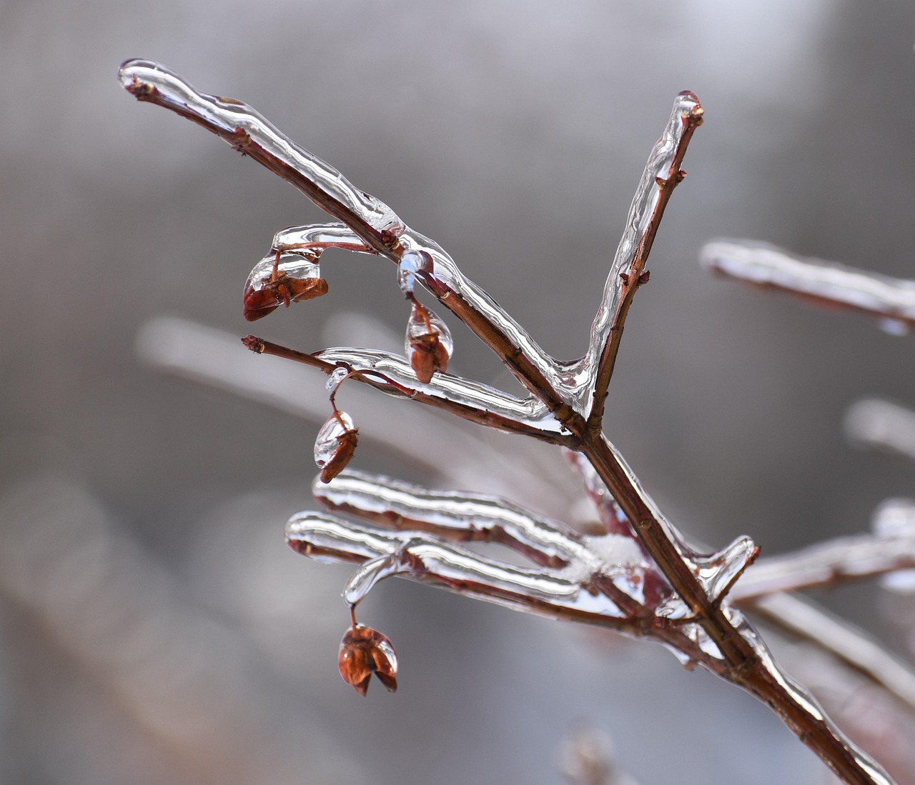 Ice Branch Nature - Free photo on Pixabay