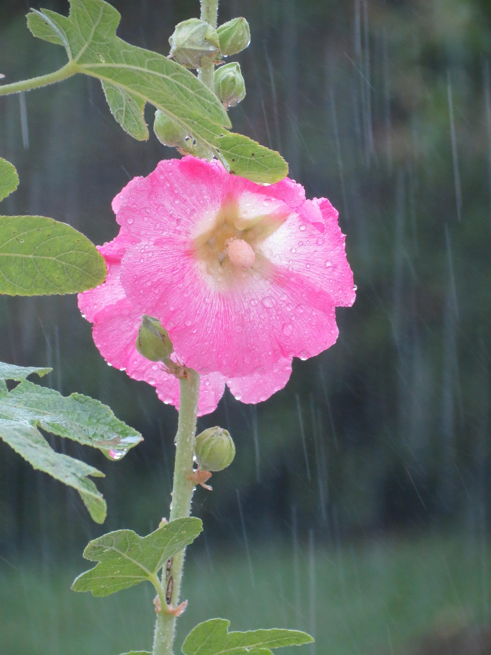 Hollyhock Verão Chuva - Foto gratuita no Pixabay - Pixabay
