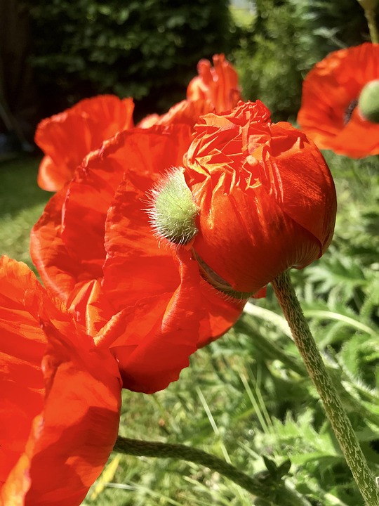Poppy Flowers Poppies - Free photo on Pixabay - Pixabay