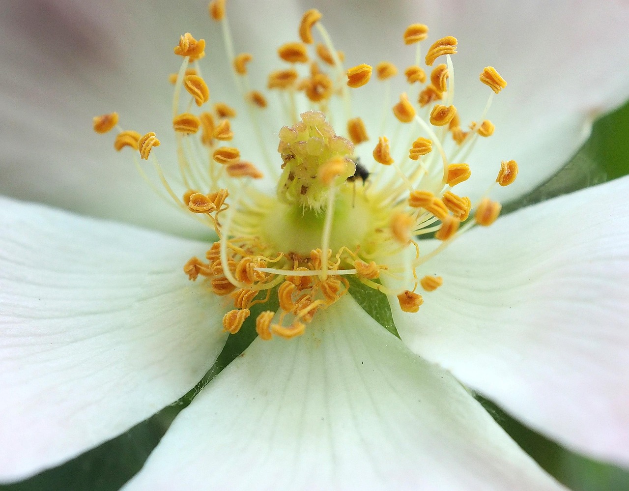 Fleur Pétales Le Printemps - Photo gratuite sur Pixabay - Pixabay