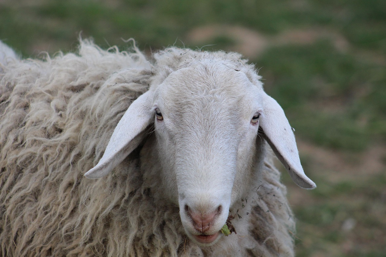 Le Mouton Nature La Slovénie - Photo gratuite sur Pixabay - Pixabay