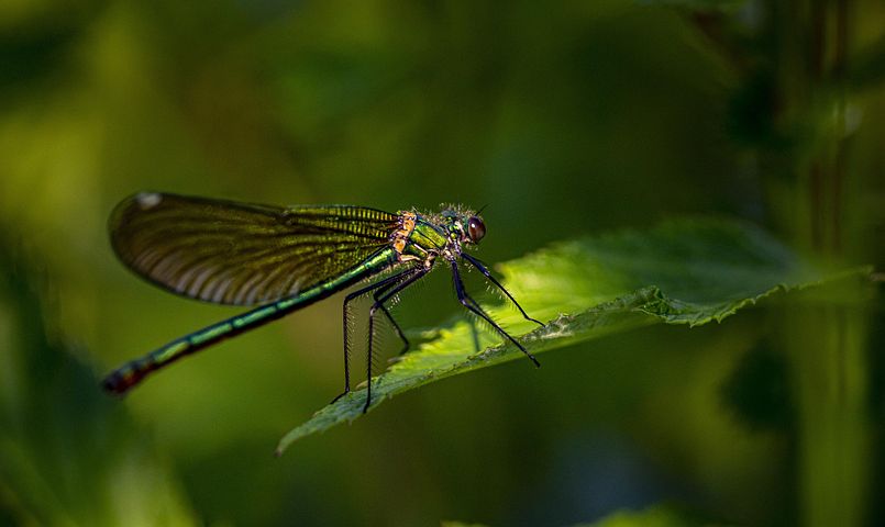 600+ Free Parasite & Mistletoe Images - Pixabay
