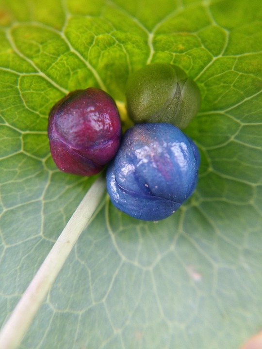 Berries Multicolored Leaves - Free photo on Pixabay