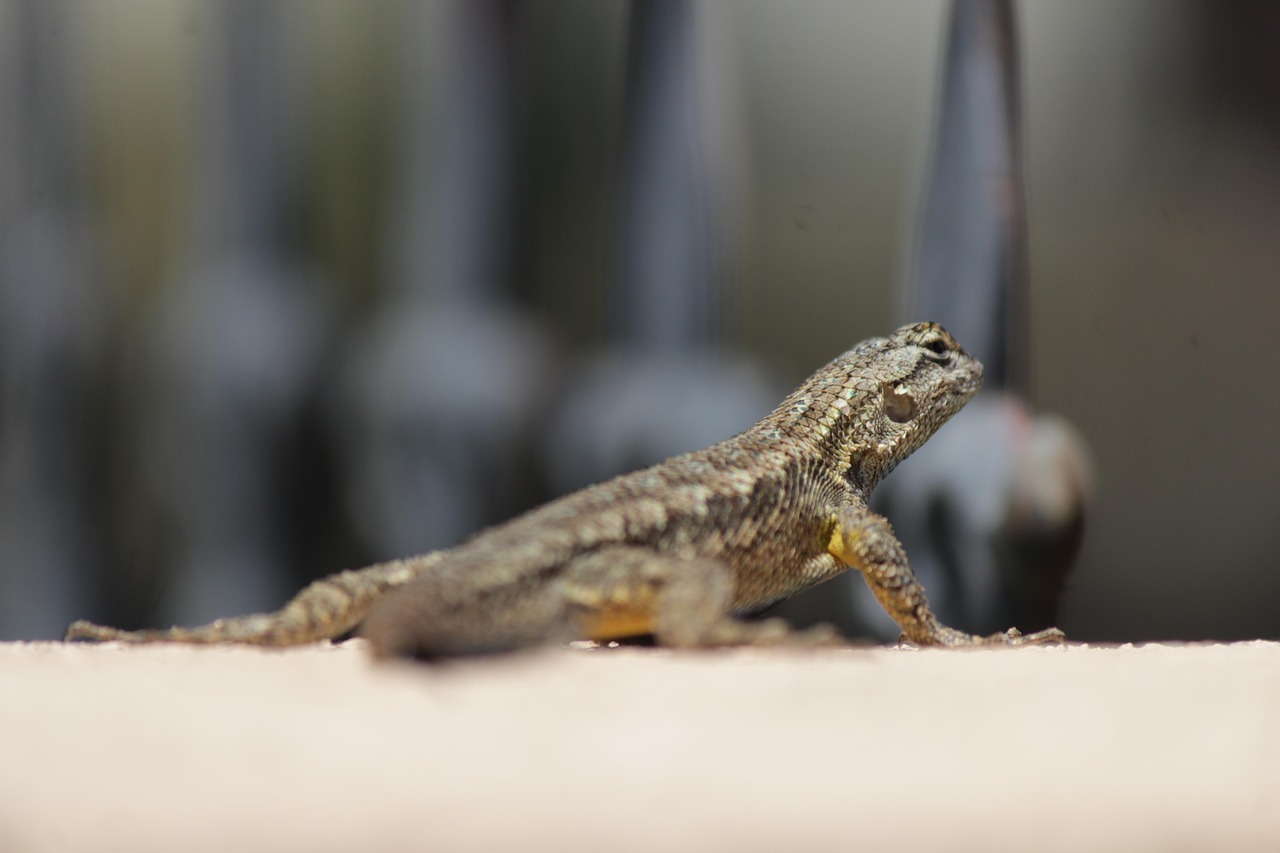 Lizard Push Ups Yard - Free photo on Pixabay