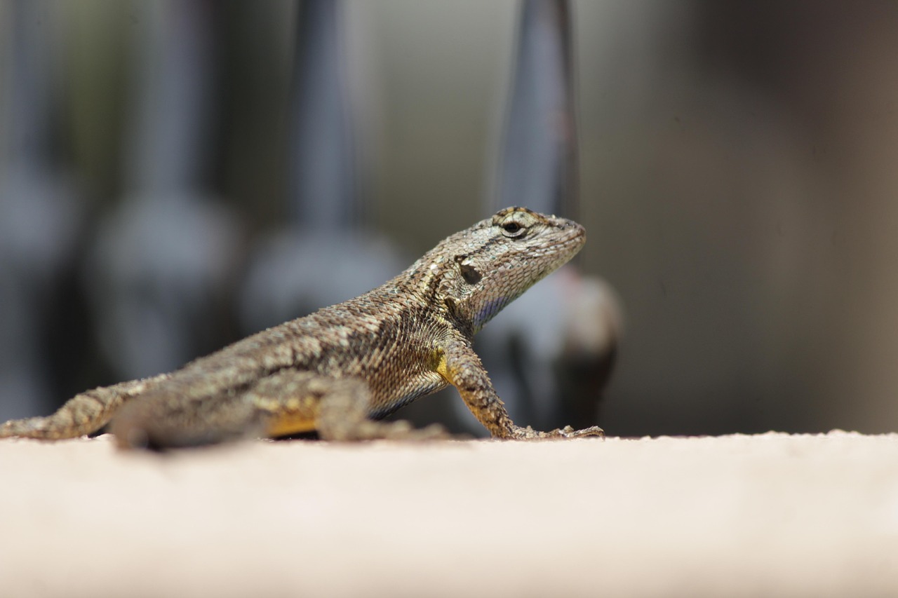 Lizard Push Ups Yard - Free photo on Pixabay - Pixabay