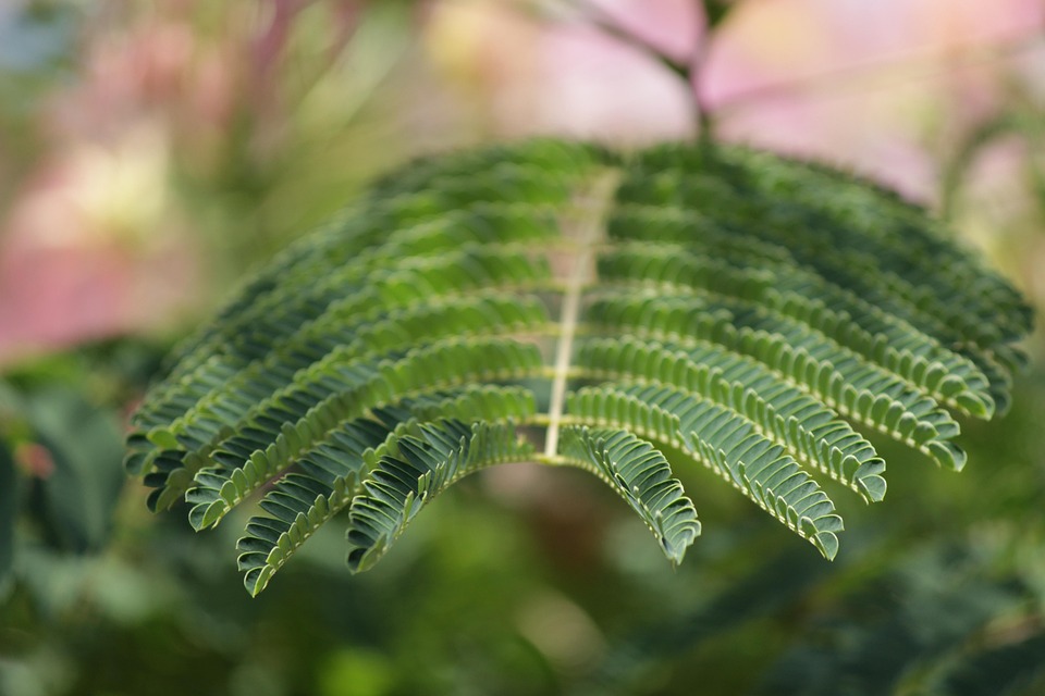 Puu Puun Lehti Kevät - Ilmainen valokuva Pixabayssa - Pixabay