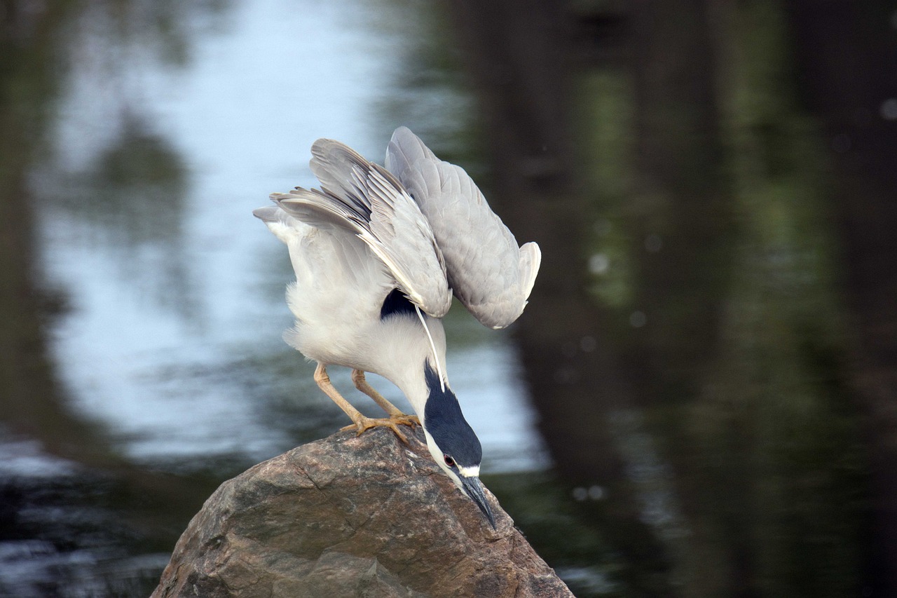 50+ Free Black-Crowned Night Heron & Bird Images - Pixabay