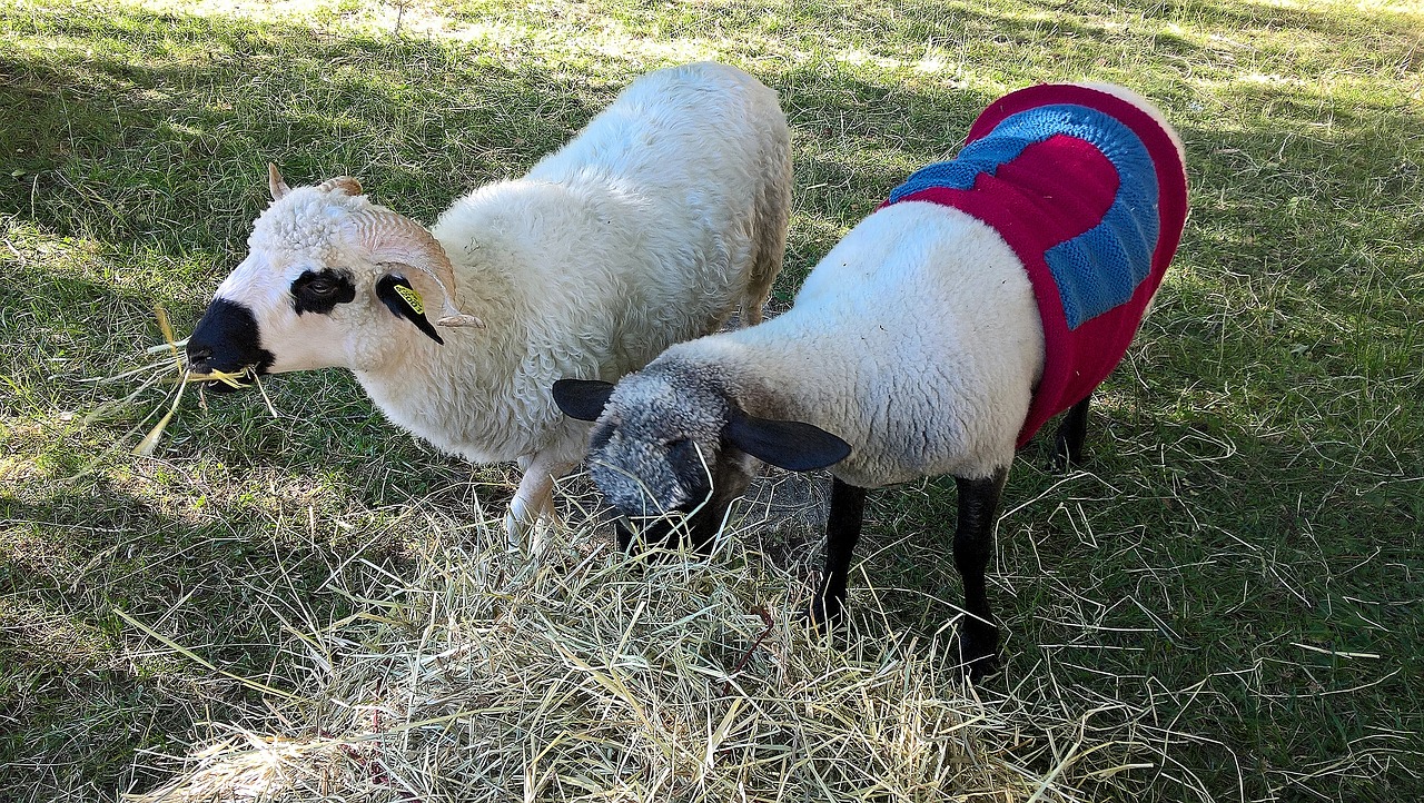 Pecora Animale Animali Azienda - Foto gratis su Pixabay - Pixabay