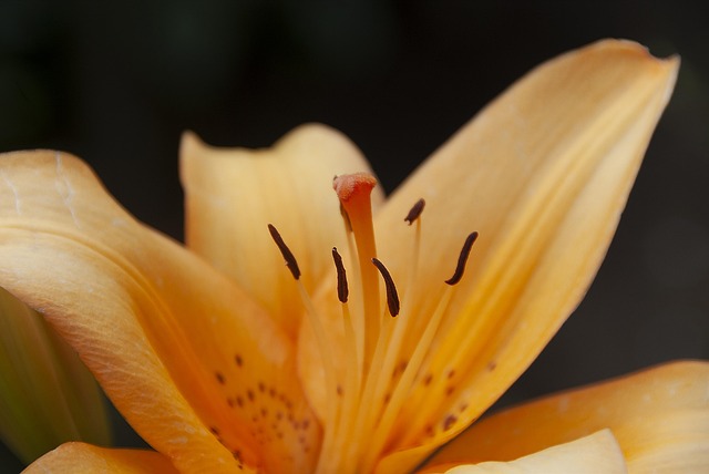 Lis Fleur La Nature - Photo gratuite sur Pixabay - Pixabay