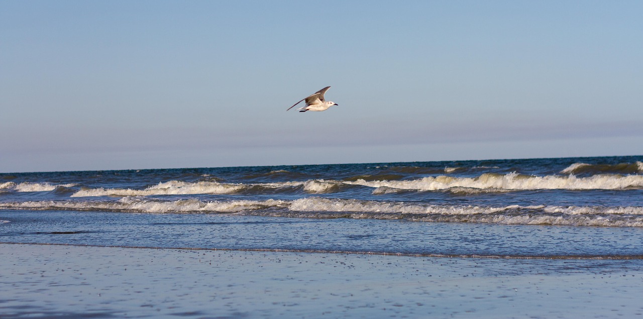 100.000+ kostenlose Strand Oben Pines und Strand-Bilder - Pixabay