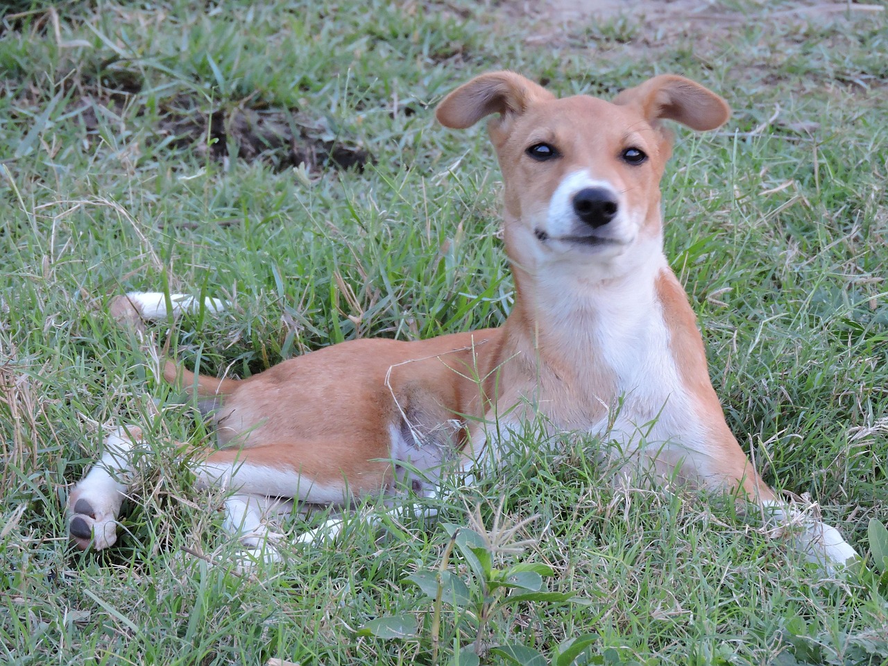 Hund Eckzahn Junger - Kostenloses Foto auf Pixabay - Pixabay