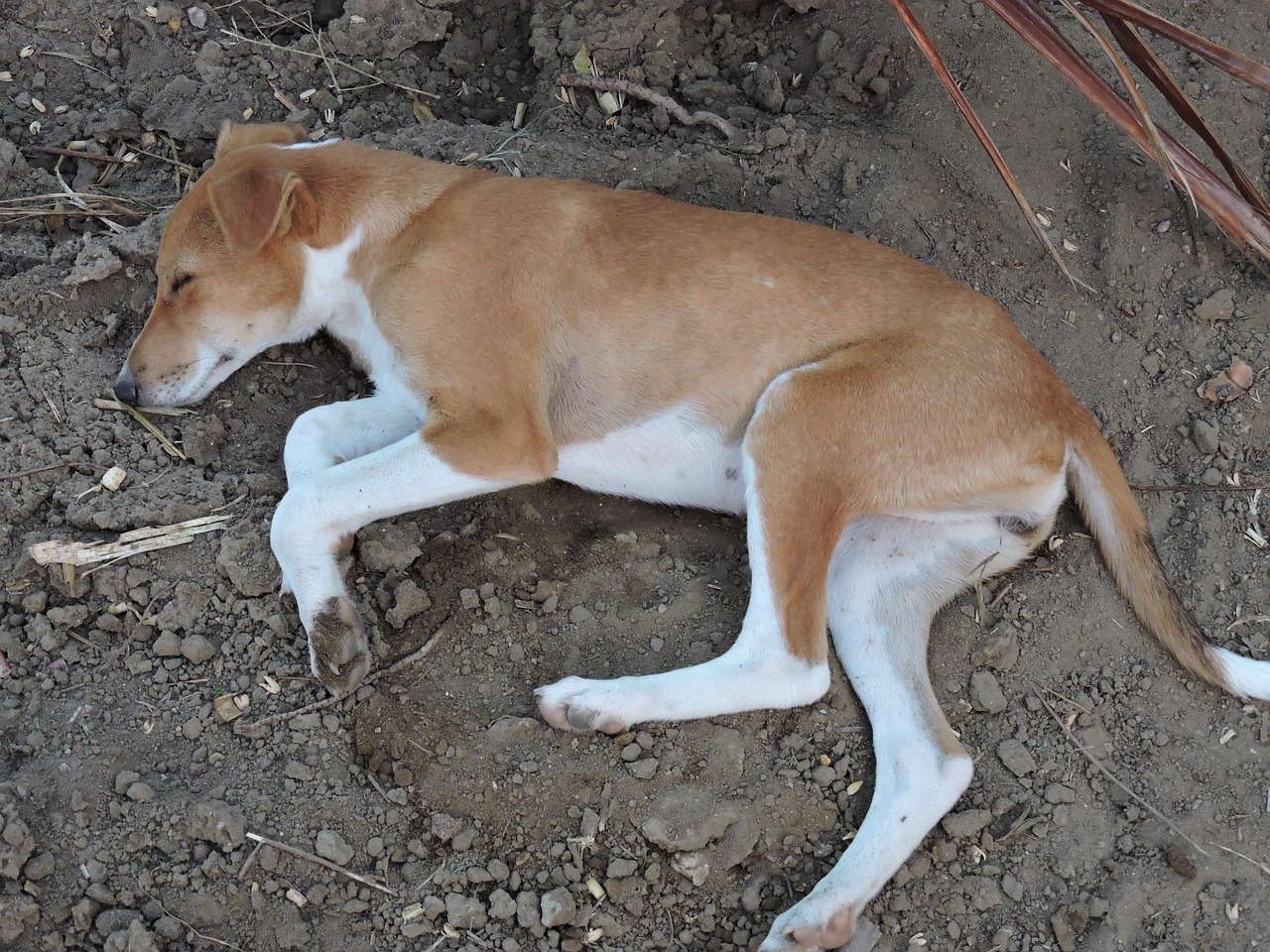 Un Chien Dormant Chiot - Photo gratuite sur Pixabay - Pixabay