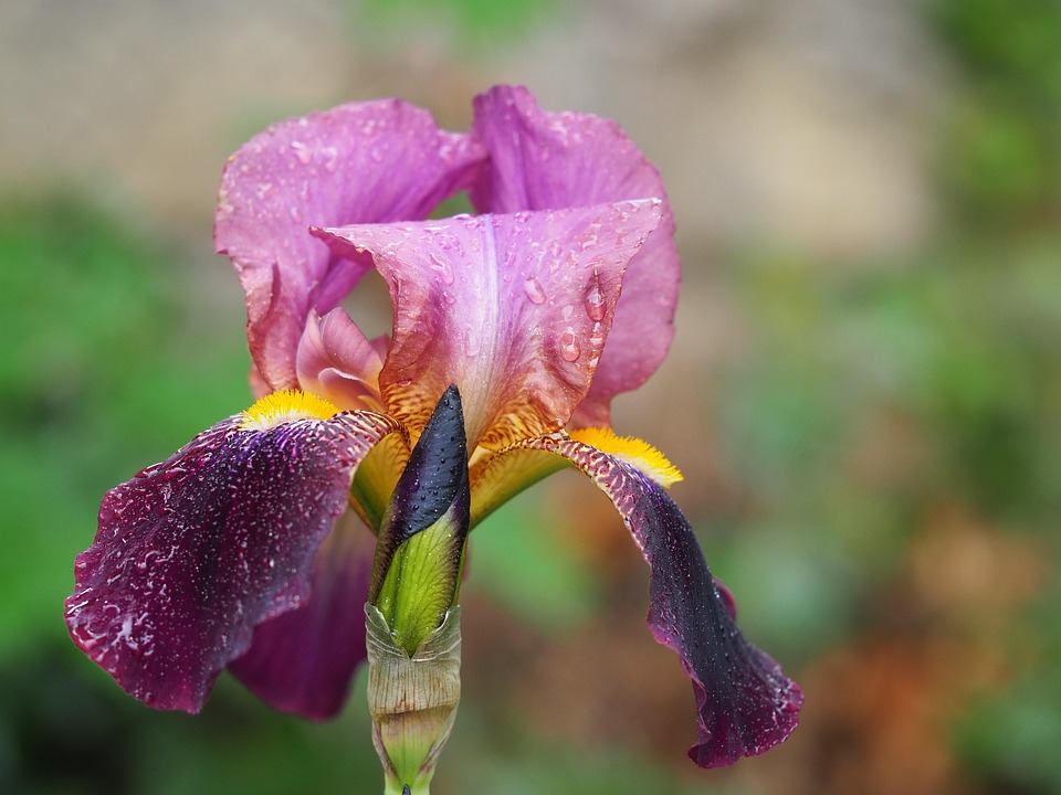 Bunga Bakung Pedang Lily Mekar - Foto gratis di Pixabay - Pixabay