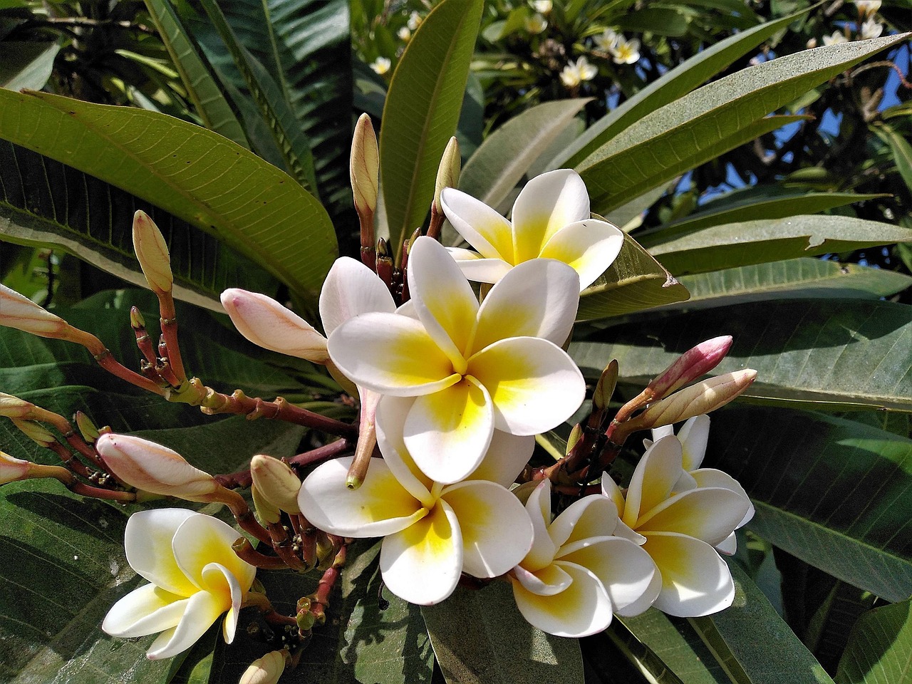 Blanche Fleurs Jardin - Photo gratuite sur Pixabay - Pixabay