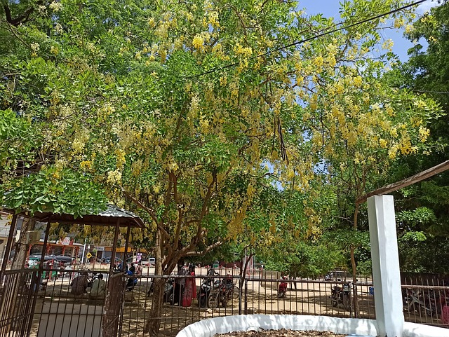 Nallur 花树 - Pixabay上的免费照片 - Pixabay