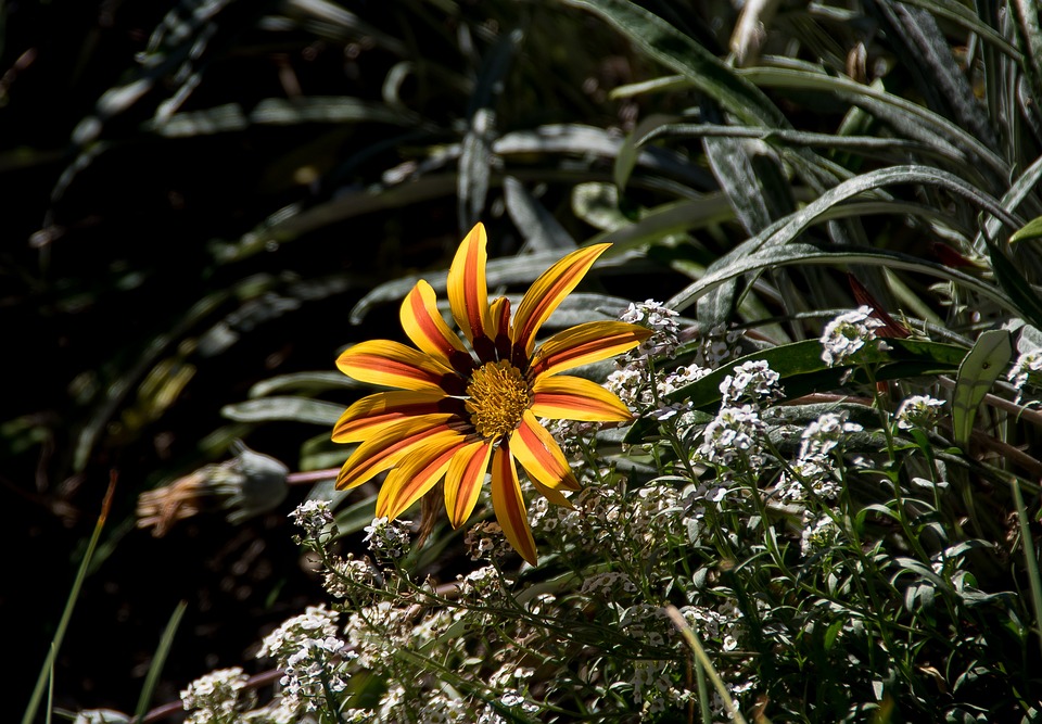 Gazania Bunga Kuning - Foto gratis di Pixabay - Pixabay