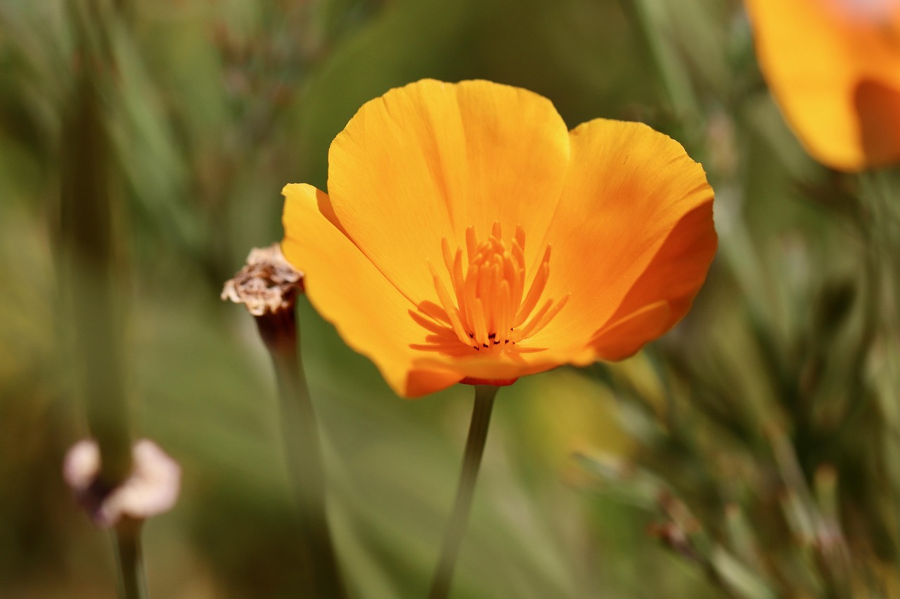 Gold Poppy Sleepy Nature - Free photo on Pixabay