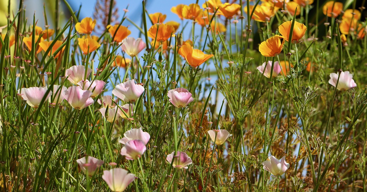 Gold Poppy Sleepy - Free photo on Pixabay - Pixabay