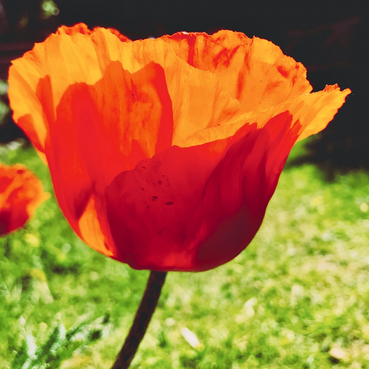 Turkish Riesenmohn Poppy Flower - Free photo on Pixabay