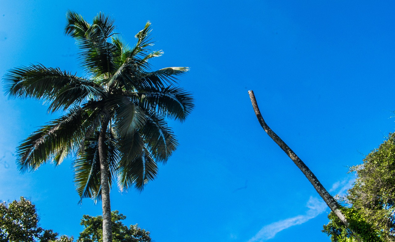 Coconut Tree Without Head Blue Sky - Free photo on Pixabay - Pixabay