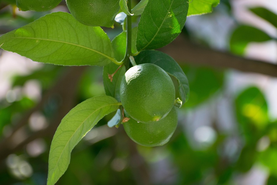 Citrus Food Lemon Fruit - Free photo on Pixabay - Pixabay