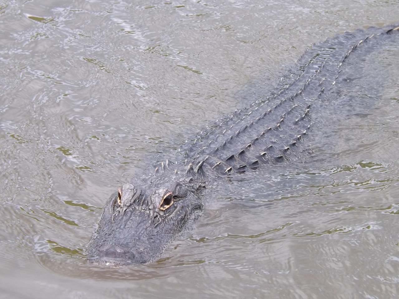 Louisiana Alligator - Free photo on Pixabay