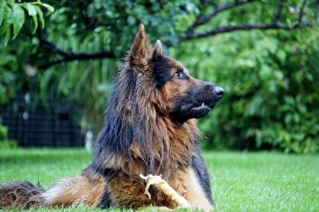 Old German Shepherd Dog - Free photo on Pixabay - Pixabay