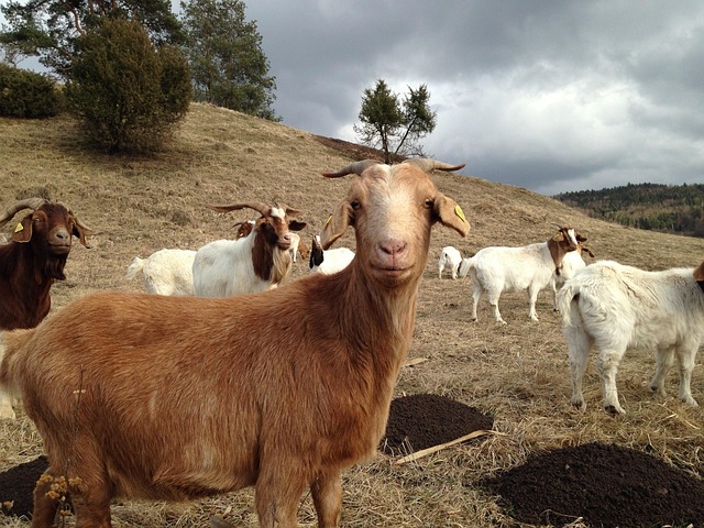 Goat Goats Herd - Free photo on Pixabay - Pixabay