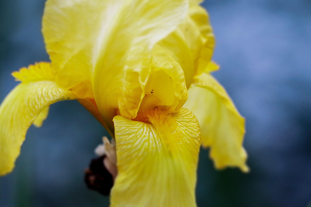 Flower Iris Bloom - Free photo on Pixabay