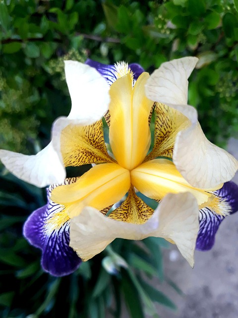 Foto Blume Bild Die - Kostenloses Foto auf Pixabay - Pixabay