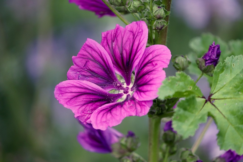 Mauritanian Mallow Malva - Free photo on Pixabay - Pixabay