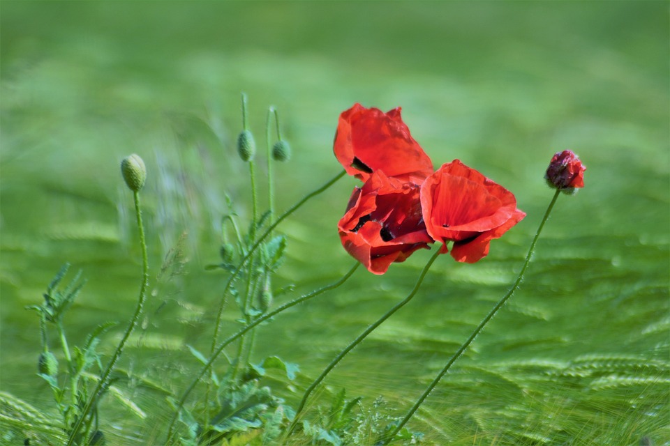 Summer Sun Landscape Free Photo On Pixabay Pixabay