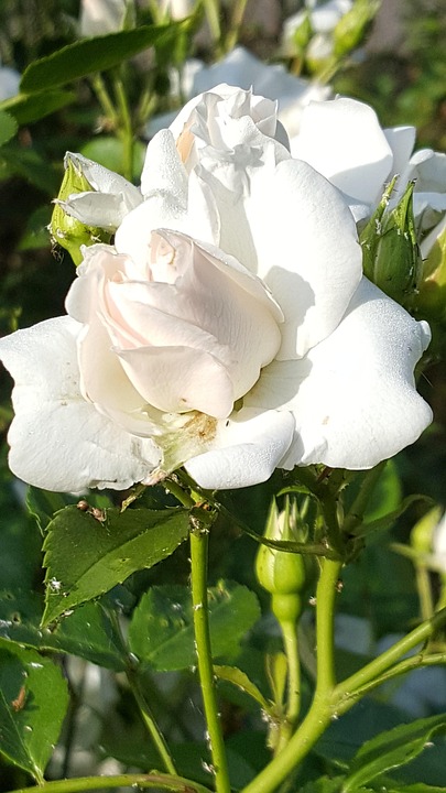 Rose Blanche Fleurs Des - Photo gratuite sur Pixabay - Pixabay
