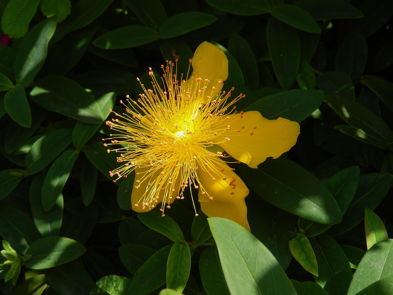 Large-Flowered St John'S Wort - Free photo on Pixabay - Pixabay
