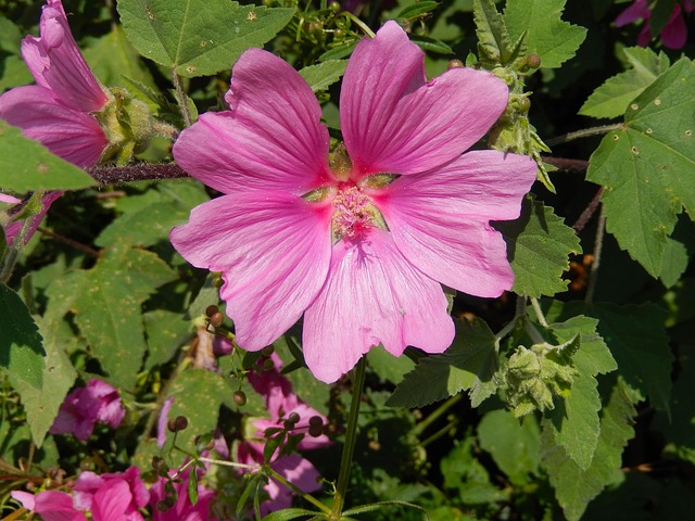 Mallow Malva Flower - Free photo on Pixabay