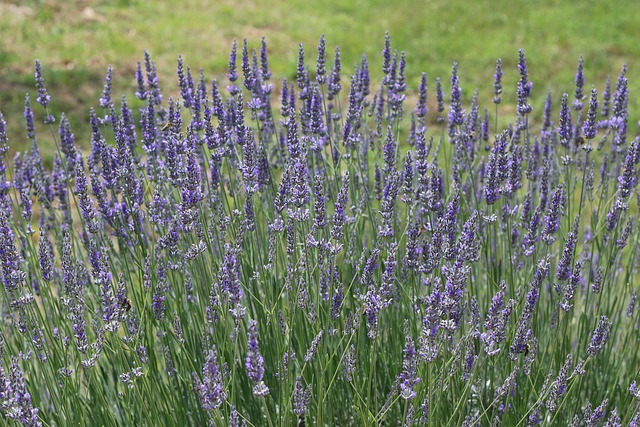 Lavanda Natureza Bloom - Foto gratuita no Pixabay - Pixabay