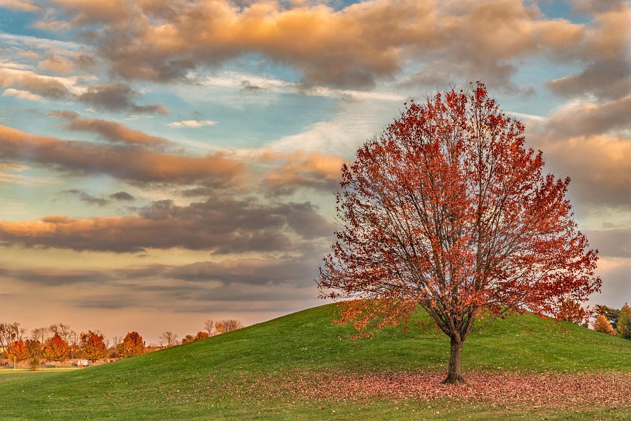 Tree Grass Outdoors - Free photo on Pixabay