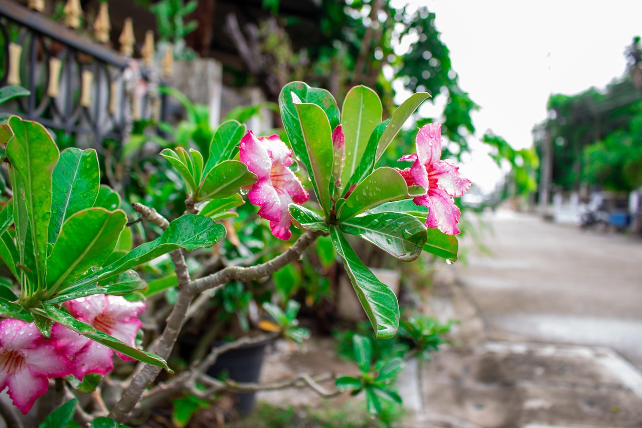 Plant Thailand Pink Flowers - Free photo on Pixabay - Pixabay