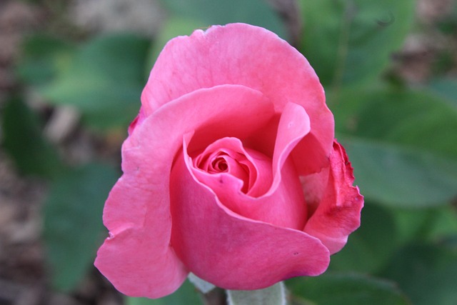 Rose Bourgeon Nature - Photo gratuite sur Pixabay - Pixabay