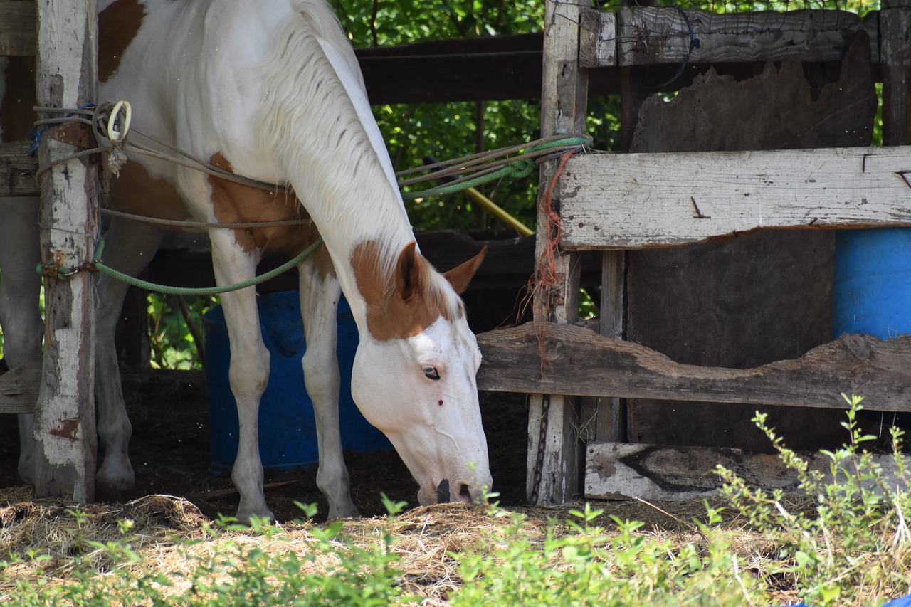 Horse Grazing Stable - Free photo on Pixabay - Pixabay