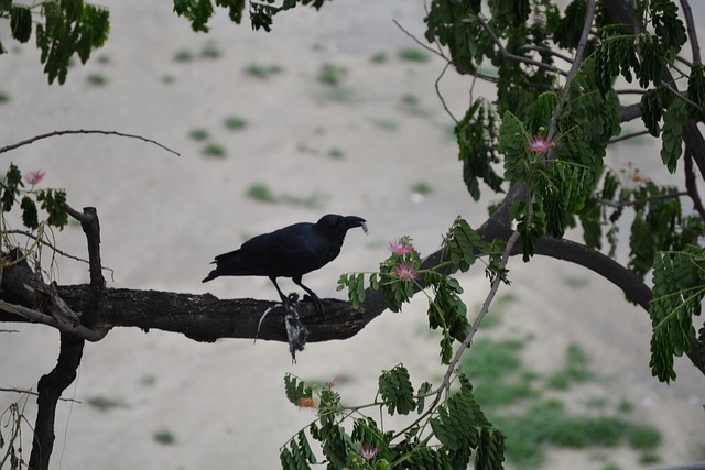 Corbeau Un Sur Arbre - Photo gratuite sur Pixabay
