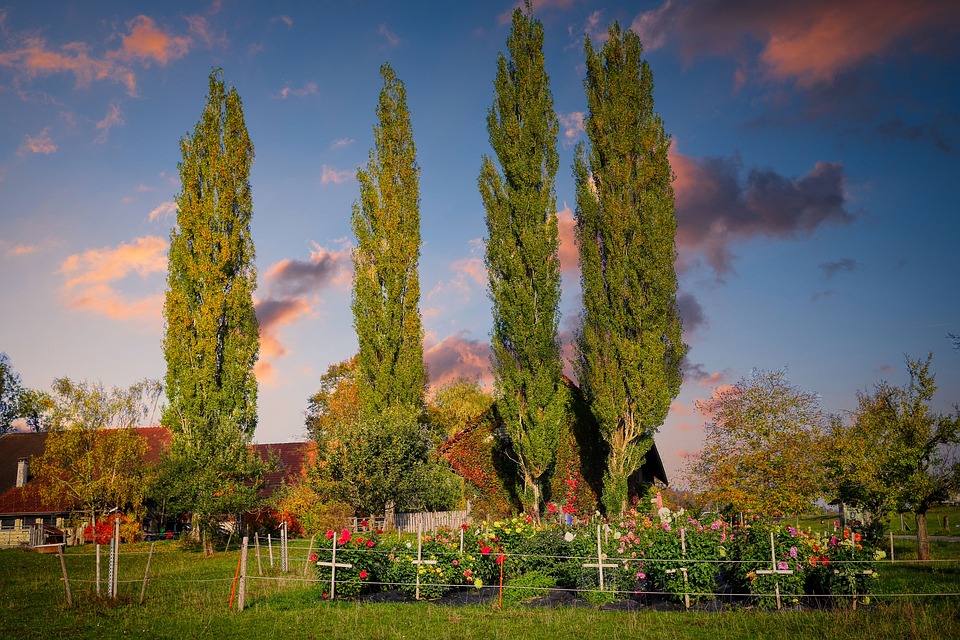 Garden Trees Nature - Free photo on Pixabay