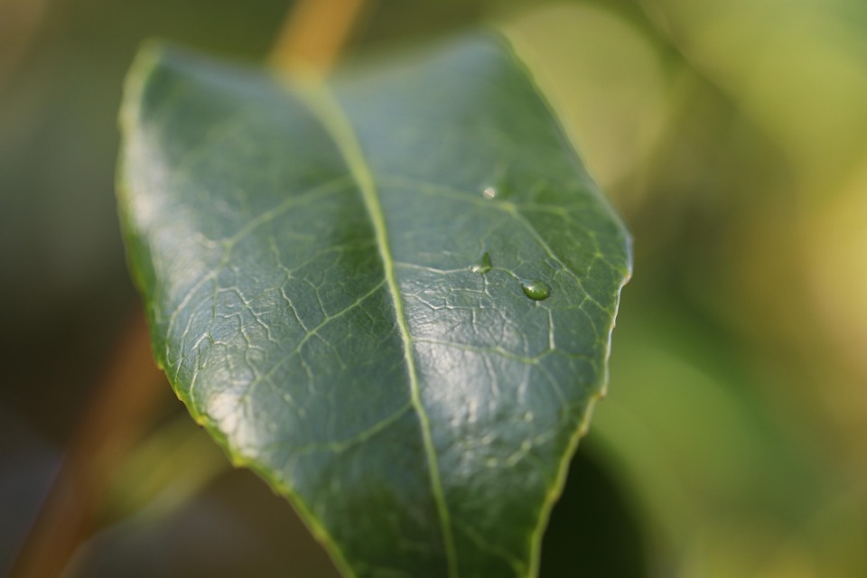 Camellia Leaf Plant - Free photo on Pixabay - Pixabay