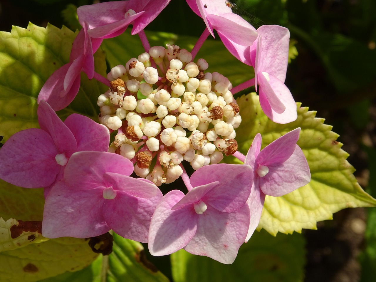 Hydrangea Petals Pink - Free photo on Pixabay - Pixabay