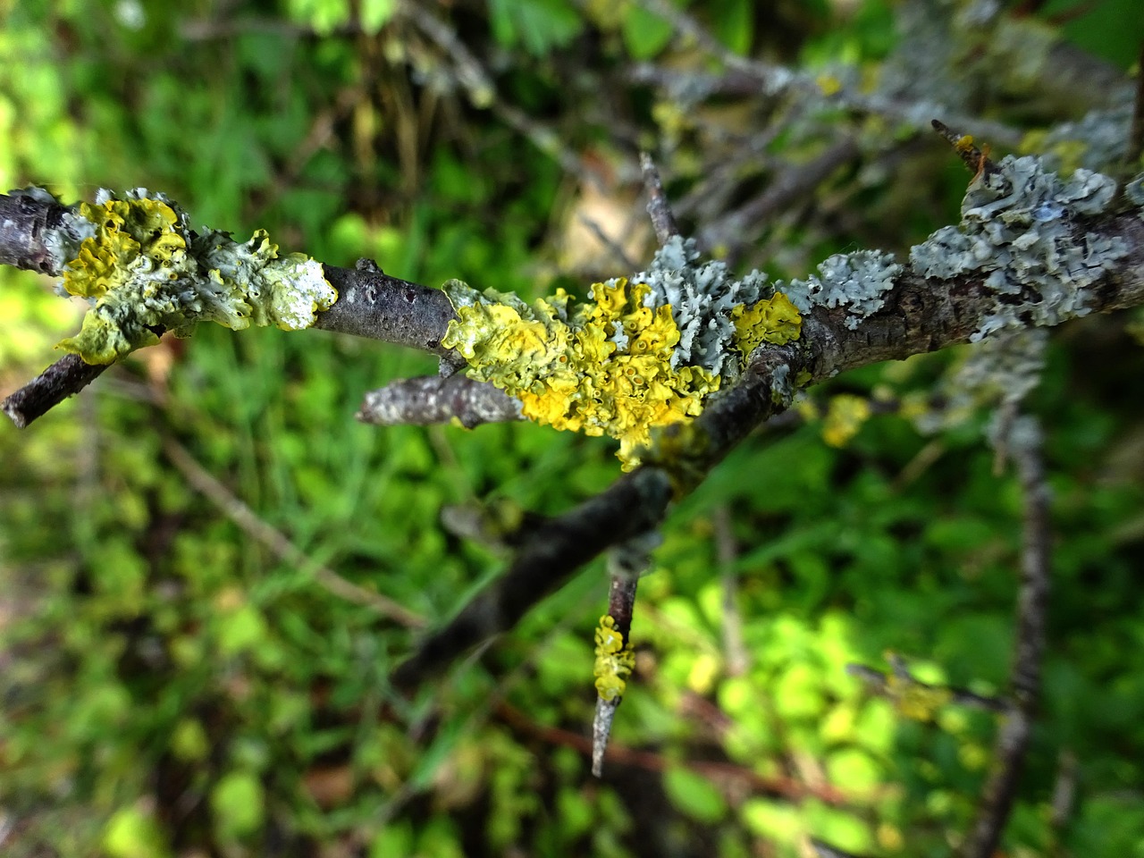 Lichen Branch Twig - Free photo on Pixabay