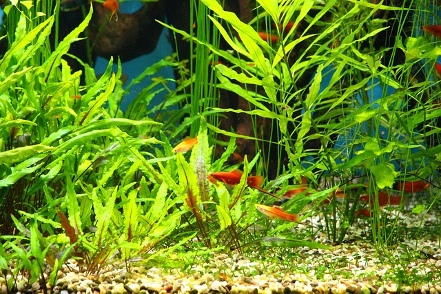 Platypus Aquarium Fish - Free photo on Pixabay - Pixabay