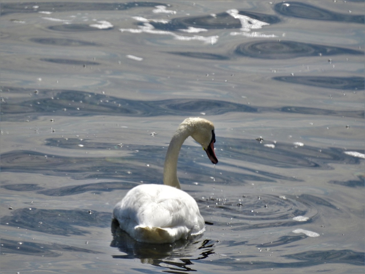 Animais Mar Agua - Foto gratuita no Pixabay - Pixabay