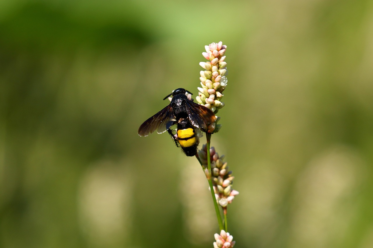 Insect Lawn Nature - Free photo on Pixabay - Pixabay